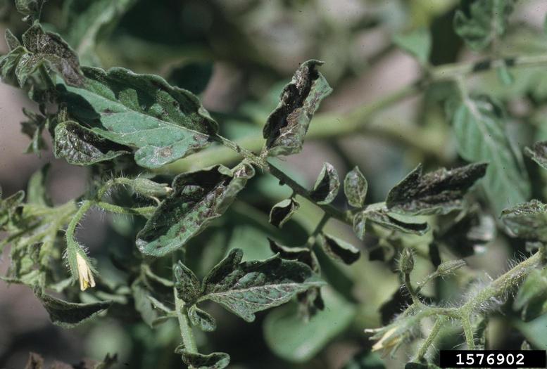 tomato spotted wilt virus (TSWV) (Tospovirus Tomato spotted wilt virus)