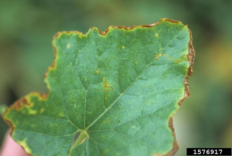 chlorosis (general symptom)