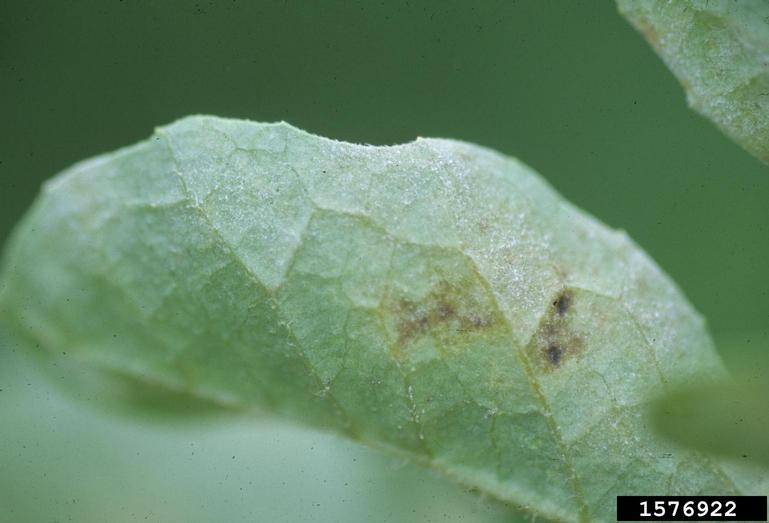 powdery mildew (Podosphaera xanthii ) on watermelon (Citrullus lanatus ...
