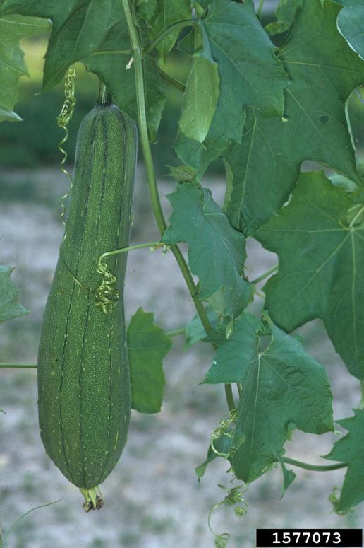 gourd (Genus Cucurbita L.)