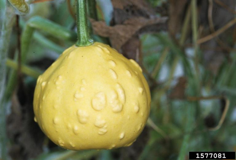 gourd (Genus Cucurbita L.)