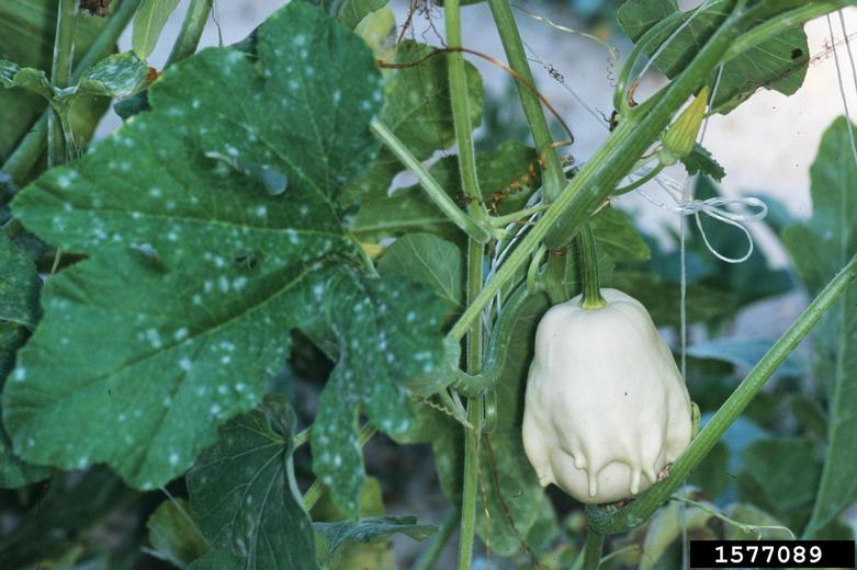 powdery mildew (Podosphaera xanthii (Castagne) U. Braun & Shishkoff)