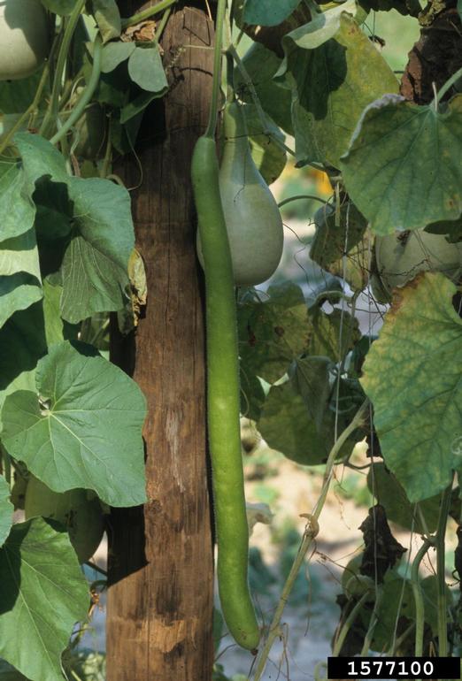 gourd (Genus Cucurbita)