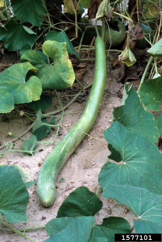 gourd (Genus Cucurbita)