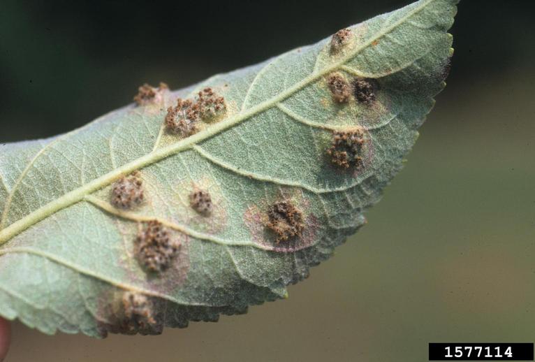 cedar-apple rust (Gymnosporangium juniperi-virginianae)