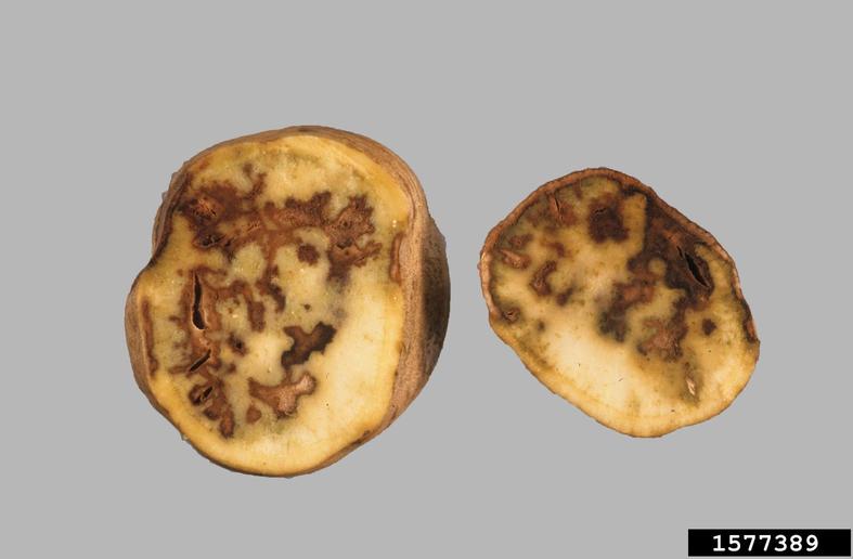 Pythium root and stem rot (Pythium scleroteichum Drechsler)