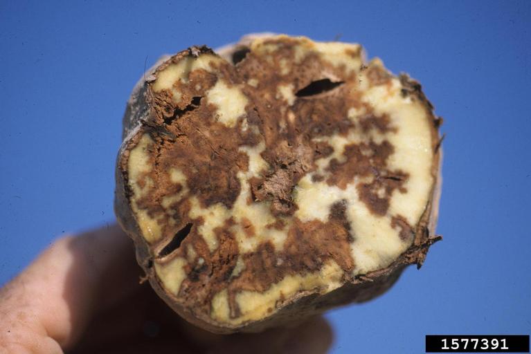 Pythium root and stem rot (Pythium scleroteichum Drechsler)