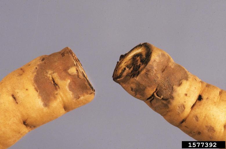 Pythium root and stem rot (Pythium scleroteichum Drechsler)
