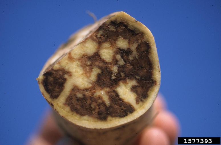 Pythium root and stem rot (Pythium scleroteichum)