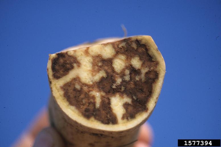 Pythium root and stem rot (Pythium scleroteichum)