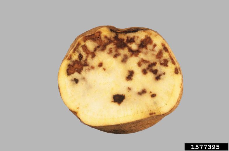 Pythium root and stem rot (Pythium scleroteichum ) on sweetpotato ...