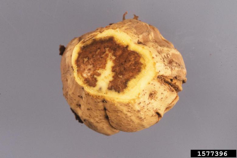 Pythium root and stem rot (Pythium scleroteichum Drechsler)