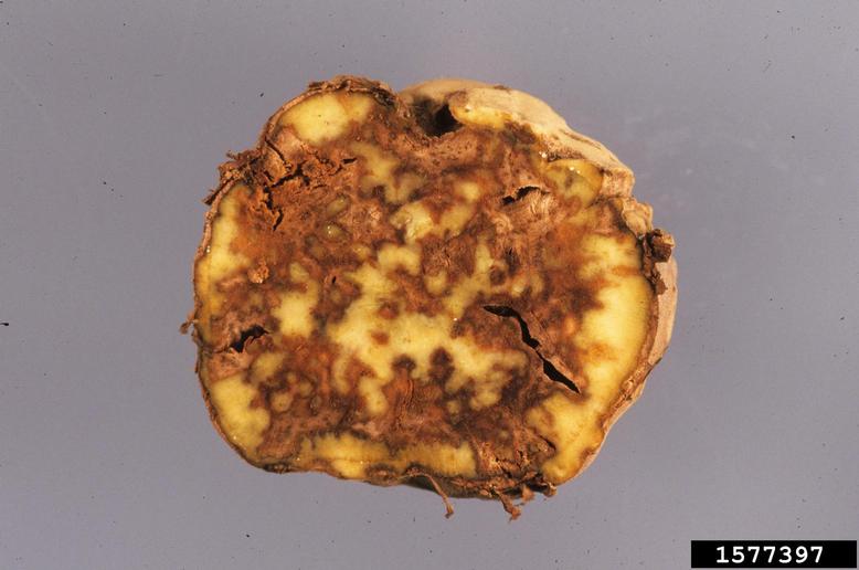Pythium root and stem rot (Pythium scleroteichum Drechsler)