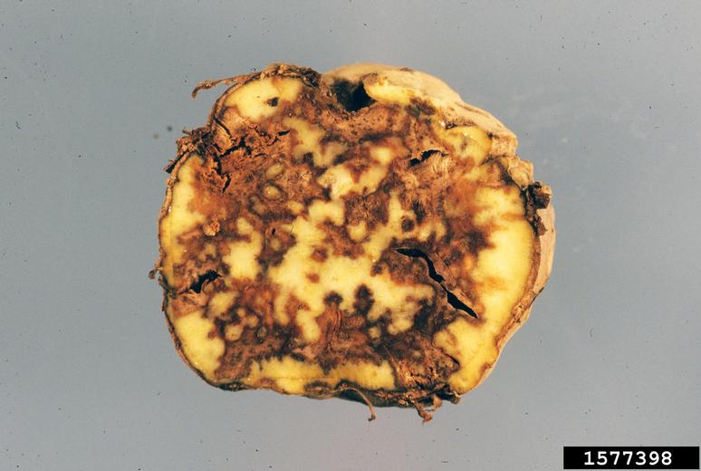 Pythium root and stem rot (Pythium scleroteichum)