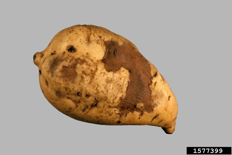 Pythium root and stem rot (Pythium scleroteichum Drechsler)