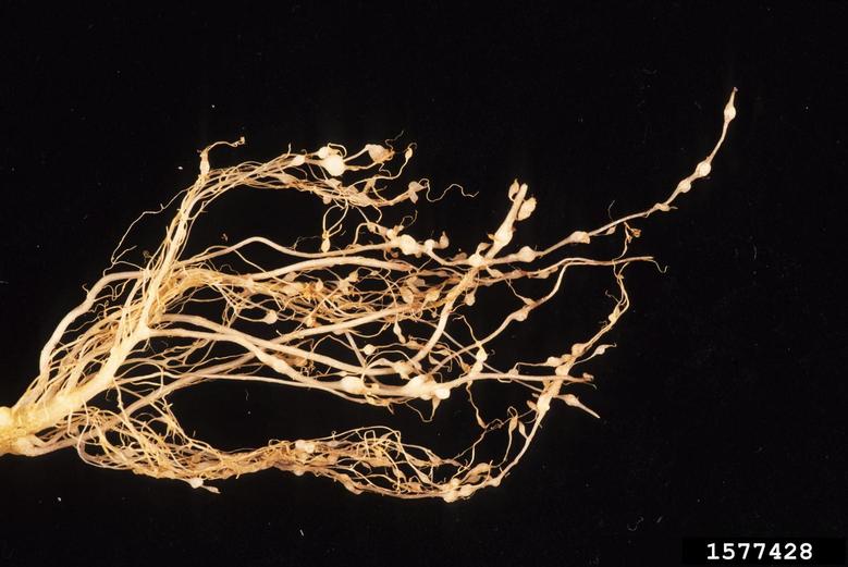 root-knot nematode (Genus Meloidogyne)