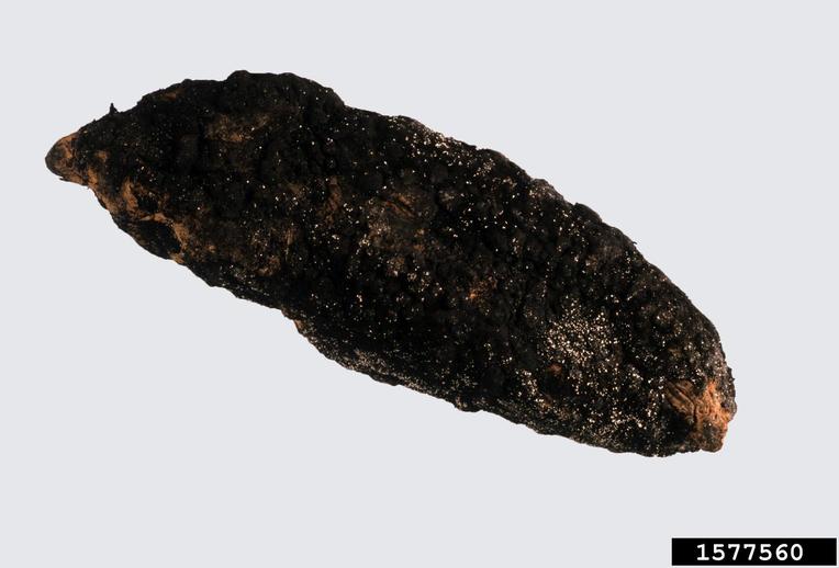 Java black rot (Lasiodiplodia theobromae ) on sweetpotato (Ipomoea ...