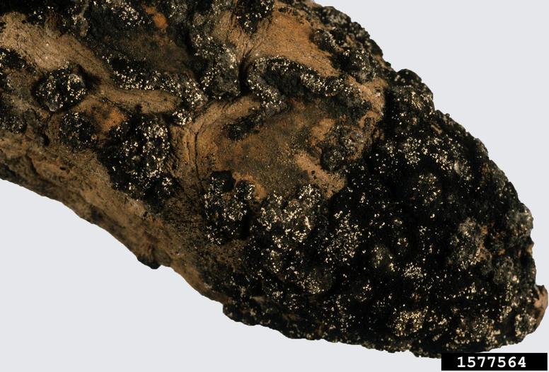 Java black rot (Lasiodiplodia theobromae (Pat.) Griffon & Maubl.)