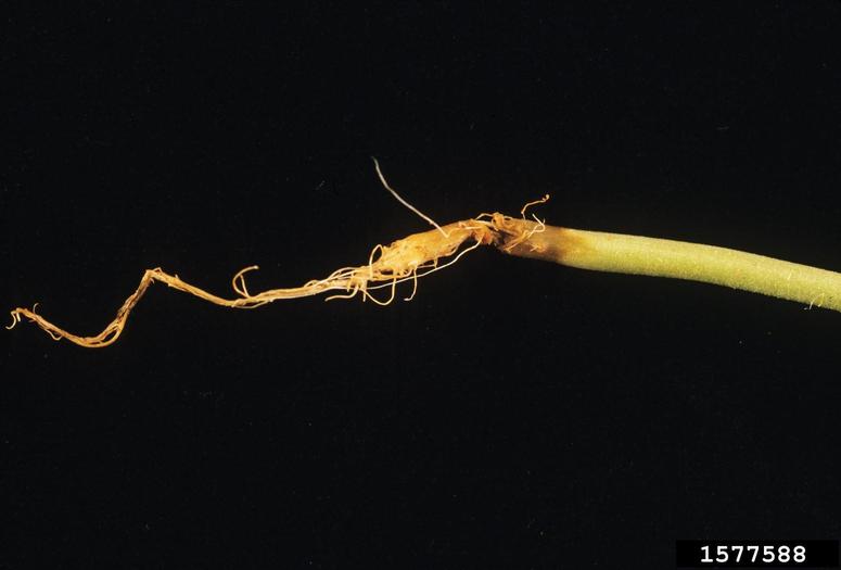 Pythium diseases (Genus Pythium)