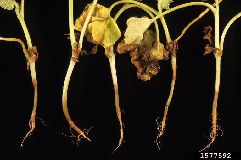 Pythium diseases (Genus Pythium)