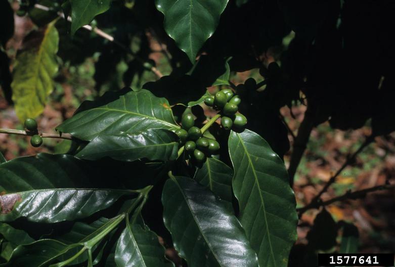 coffee (Genus Coffea)