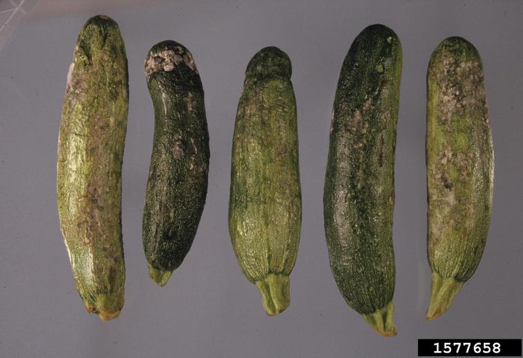 cold injury (low temperature)