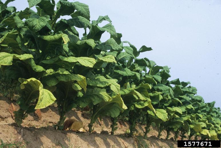 tobacco (Genus Nicotiana)