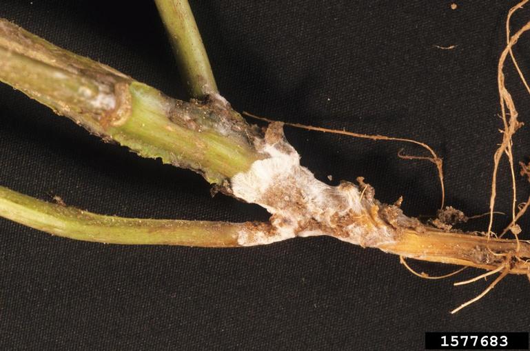Sclerotinia timber rot (Sclerotinia sclerotiorum (Lib.) de Bary)