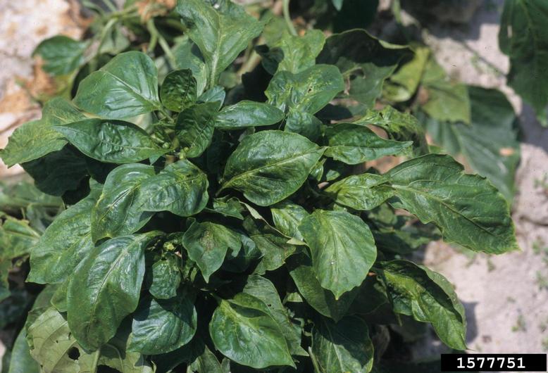 tomato spotted wilt virus (TSWV) (Tospovirus Tomato spotted wilt virus)