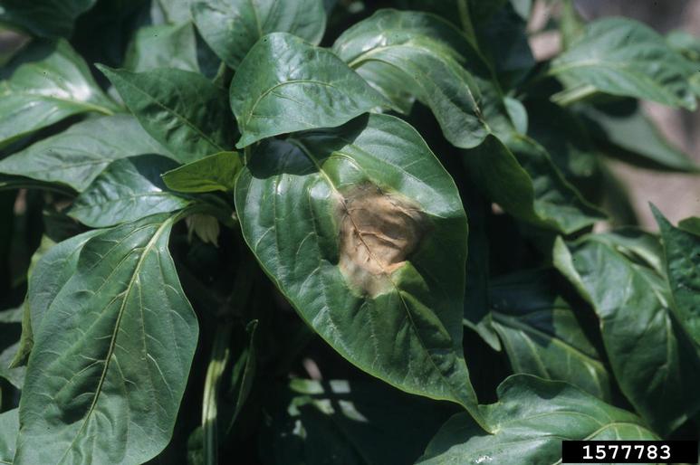 Phytophthora blight (Phytophthora capsici ) on pepper (Capsicum annuum ...
