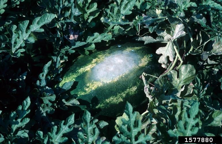 sunscald on watermelon (Citrullus lanatus ) - 1577880