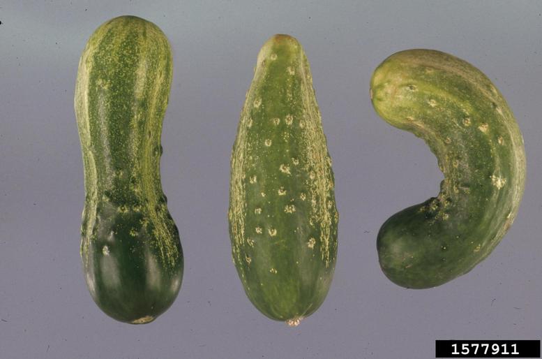 cucumber (Cucumis sativus)