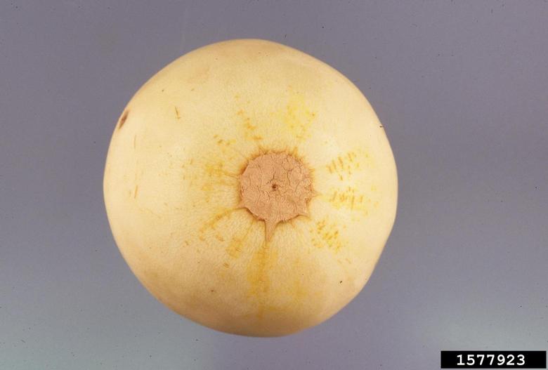 melon (Cucumis melo L)