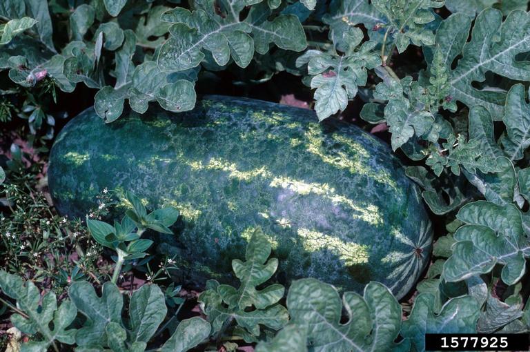 watermelon (Citrullus lanatus var. lanatus)