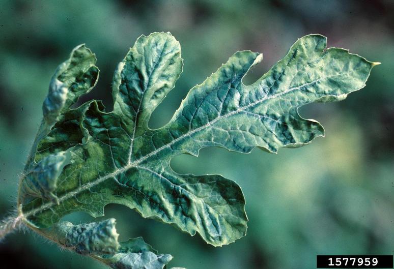 Watermelon Mosaic Virus (Potyvirus Watermelon Mosaic Virus (WMV))