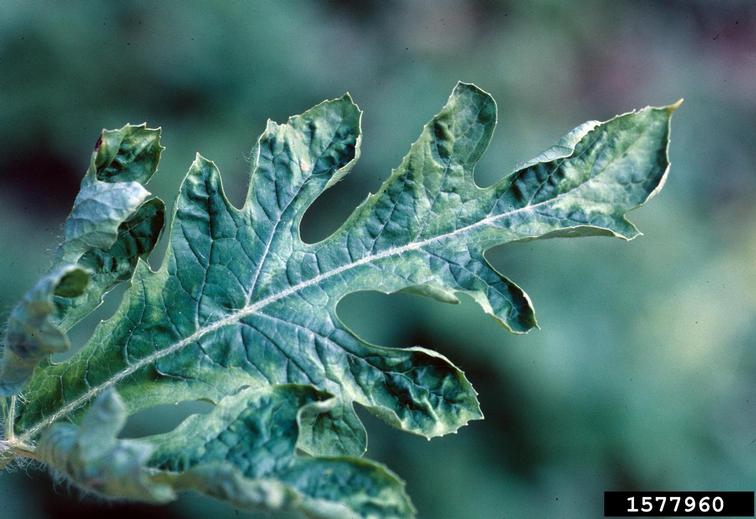 Watermelon Mosaic Virus (Potyvirus Watermelon Mosaic Virus (WMV))