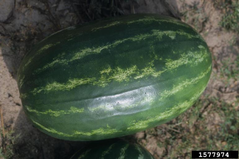 watermelon (Citrullus lanatus (Thunb.) Matsum. & Nakai)