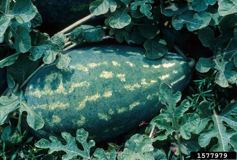 watermelon (Citrullus lanatus)