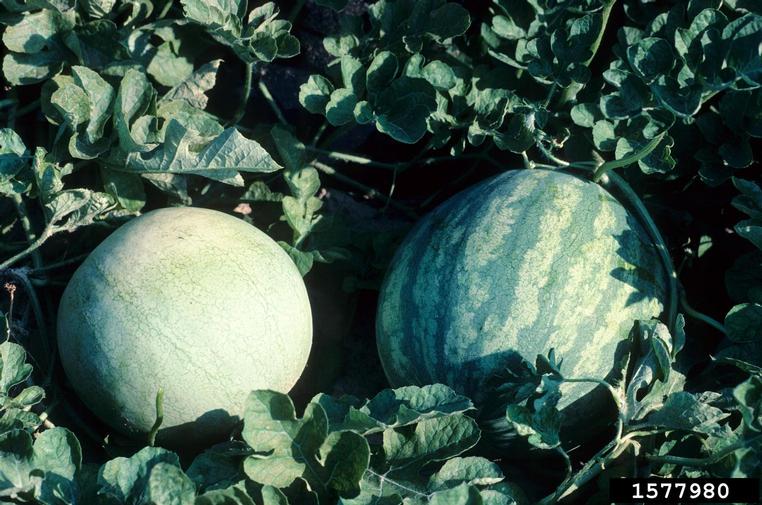 watermelon (Citrullus lanatus (Thunb.) Matsum. & Nakai)