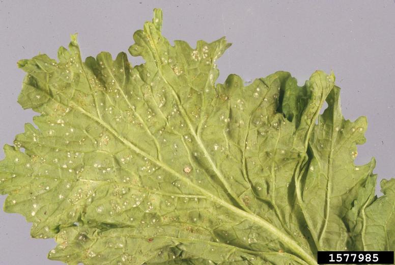 white rust (Albugo candida)