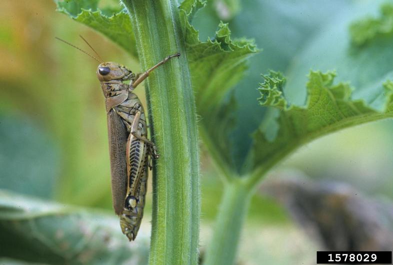 grasshoppers (Order Orthoptera)
