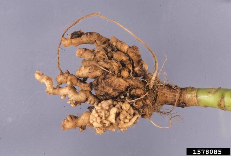 club root of crucifers (Plasmodiophora brassicae Woronin)