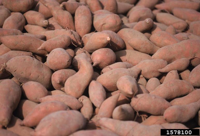 sweetpotato (Ipomoea batatas)