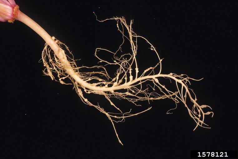 root-knot nematode (Genus Meloidogyne)