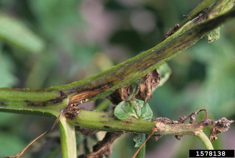 tomato spotted wilt virus (TSWV) (Tospovirus Tomato spotted wilt virus)