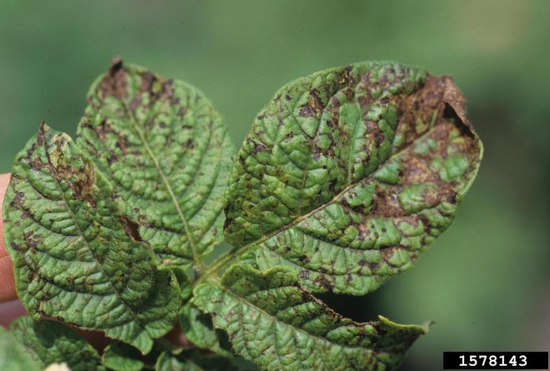 tomato spotted wilt virus (TSWV) (Tospovirus Tomato spotted wilt virus)