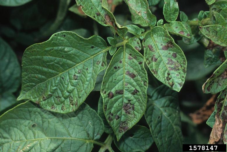 tomato spotted wilt virus (TSWV) (Tospovirus TSWV ) on potato (Solanum ...