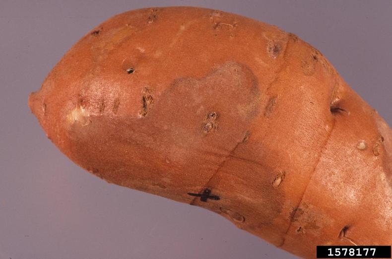 sour rot (Geotrichum candidum)