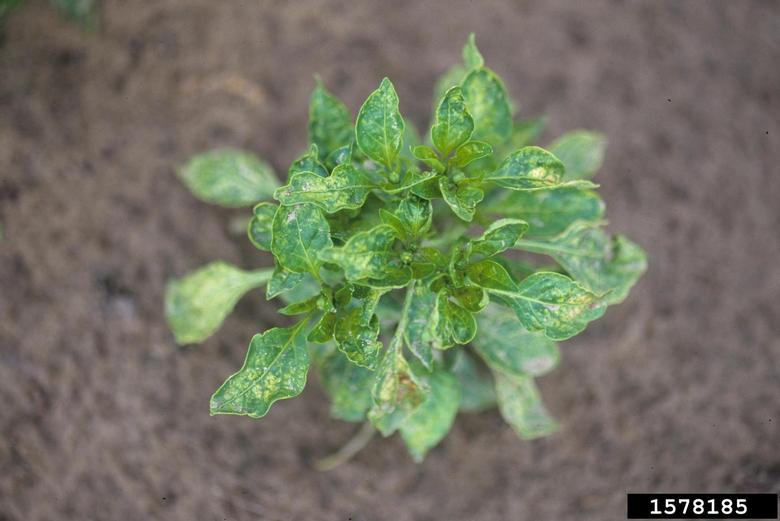tomato spotted wilt virus (TSWV) (Tospovirus Tomato spotted wilt virus)