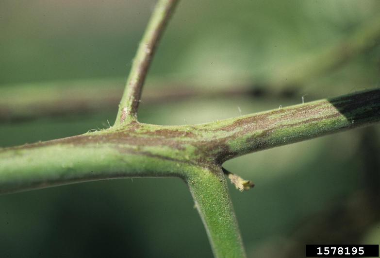 tomato spotted wilt virus (TSWV) (Tospovirus Tomato spotted wilt virus)